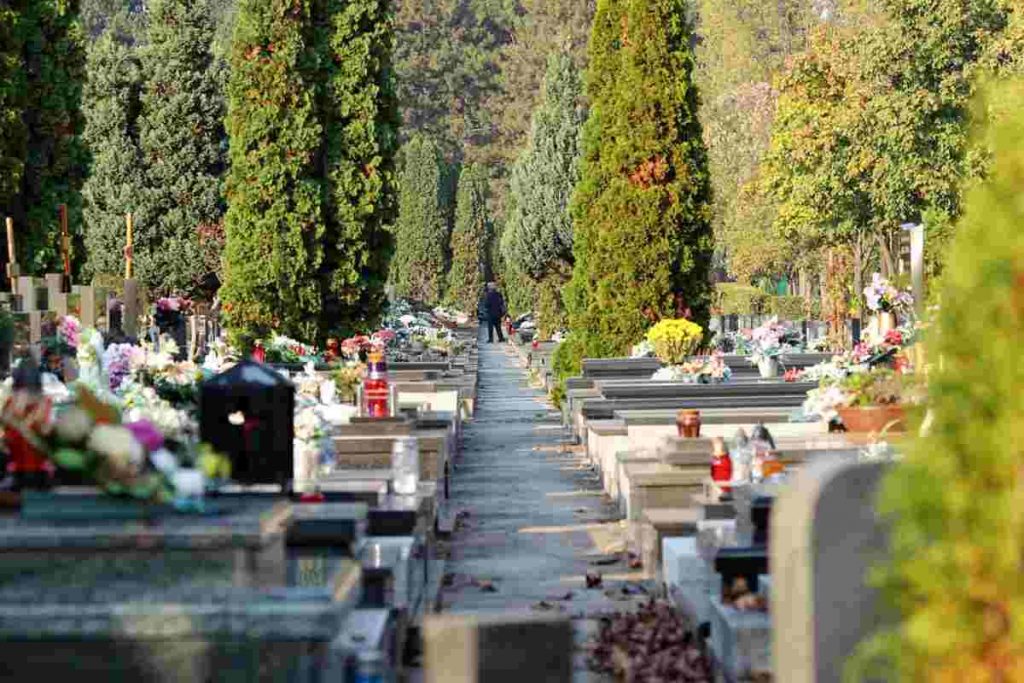 Il Cipresso è l'albero dei cimiteri e lo è per un motivo ben preciso ...